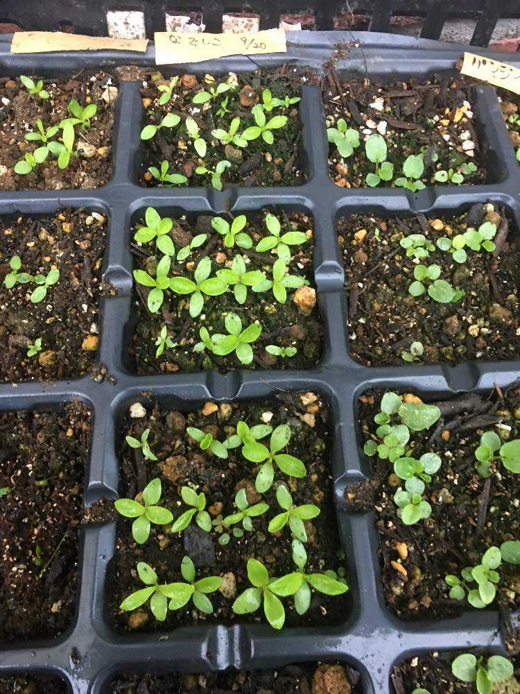 なでしこ成長記録 9月20日種まきGreenSnapグリーンスナップ