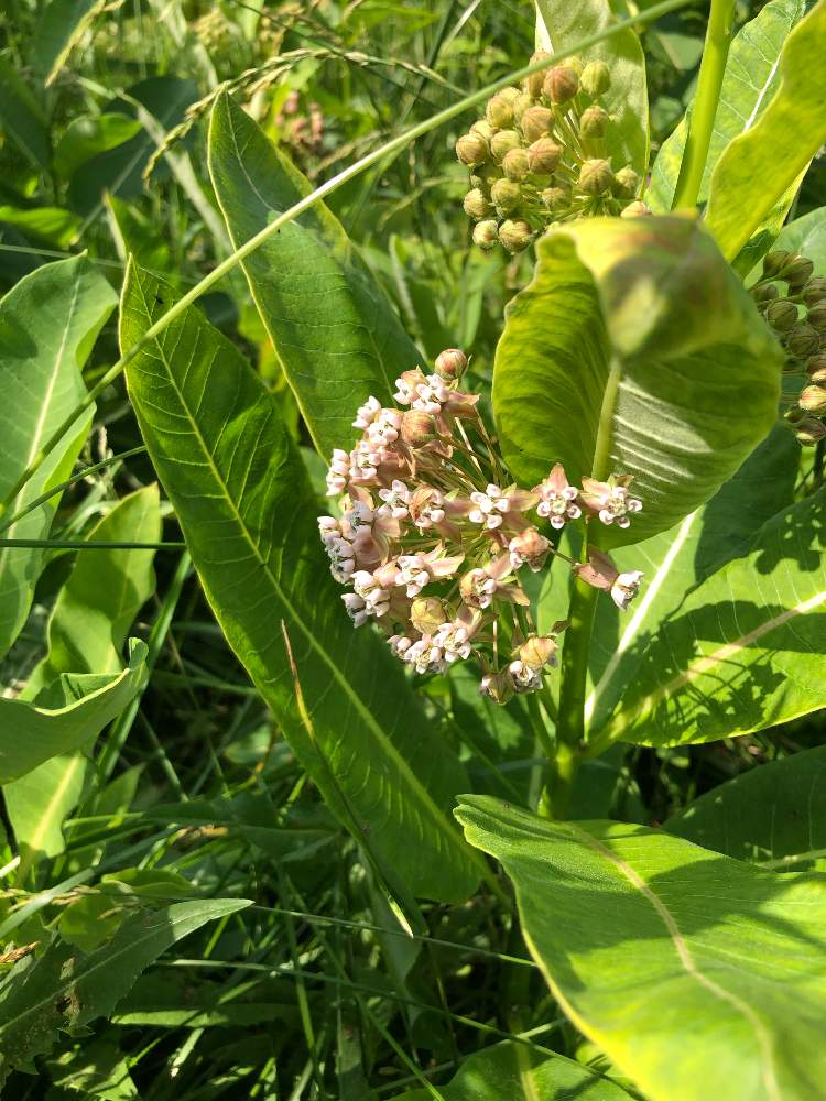 オオトウワタMilkweed ミルクウィード の一年GreenSnapグリーンスナップ