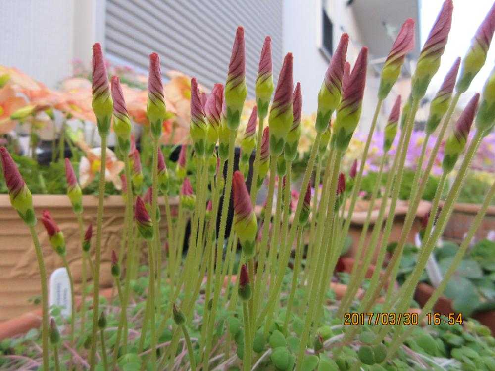 Oxalis Inaequalis ｜🍀GreenSnap（グリーンスナップ）