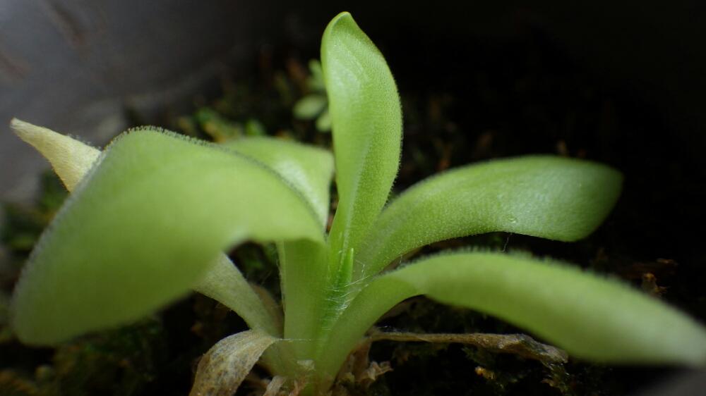 Pinguicula elizabethiae {Arroyo Tolimán canyon, Querétaro}｜🍀GreenSnap ...