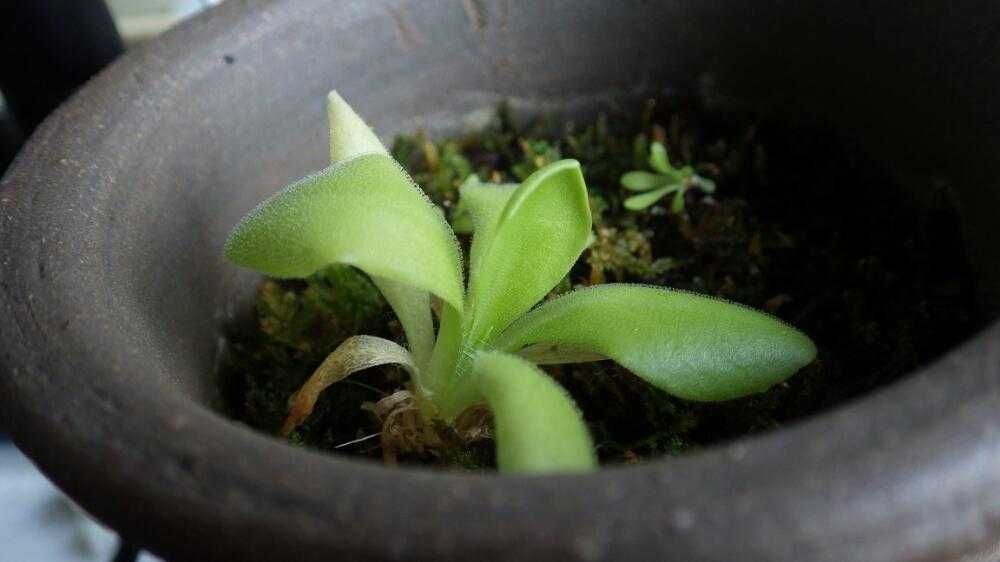 Pinguicula elizabethiae {Arroyo Tolimán canyon, Querétaro}｜🍀GreenSnap ...
