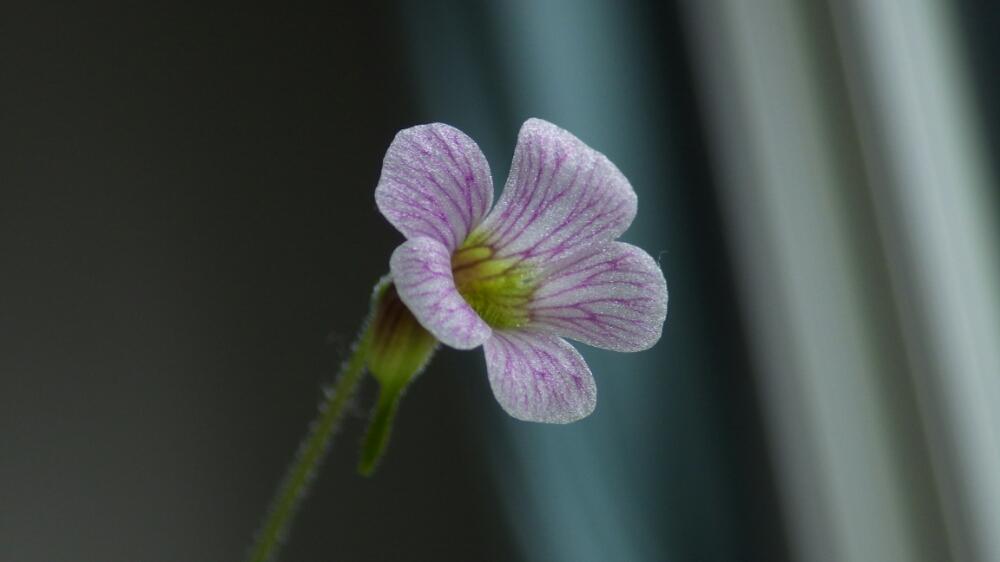 Pinguicula reticulata (kondoi) "Paul Debbert 3. Sammlung"｜🍀GreenSnap ...