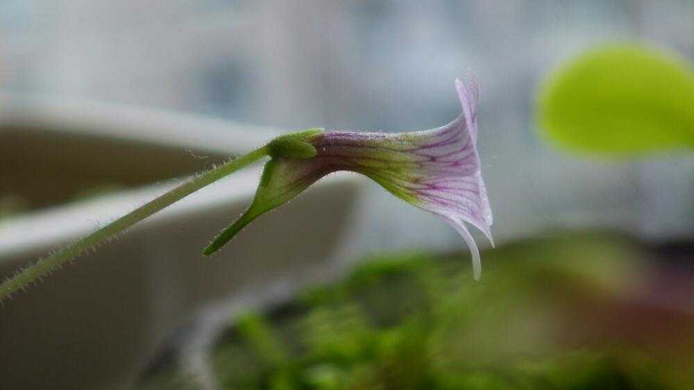 Pinguicula reticulata (kondoi) "Paul Debbert 3. Sammlung"｜🍀GreenSnap ...