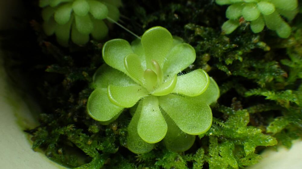 Pinguicula rotundiflora x gracilis {Nuevo León}｜🍀GreenSnap（グリーンスナップ）
