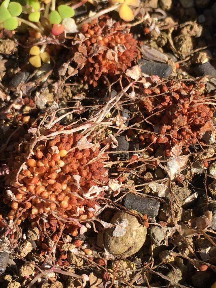 Oxalis Inaequalis ｜🍀GreenSnap（グリーンスナップ）