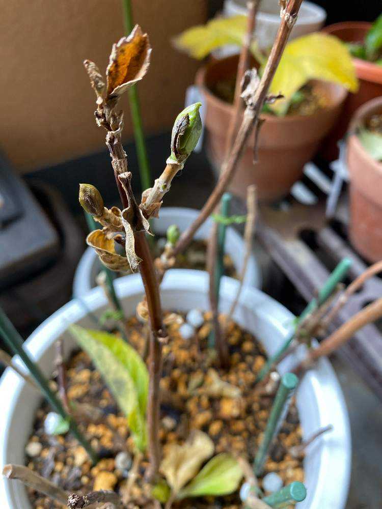 🎥 2019〜20年 紫陽花 きらきら星|🍀GreenSnap(グリーンスナップ) 🎥 2019〜20年 紫陽花 きらきら星|🍀GreenSnap(グリーンスナップ)