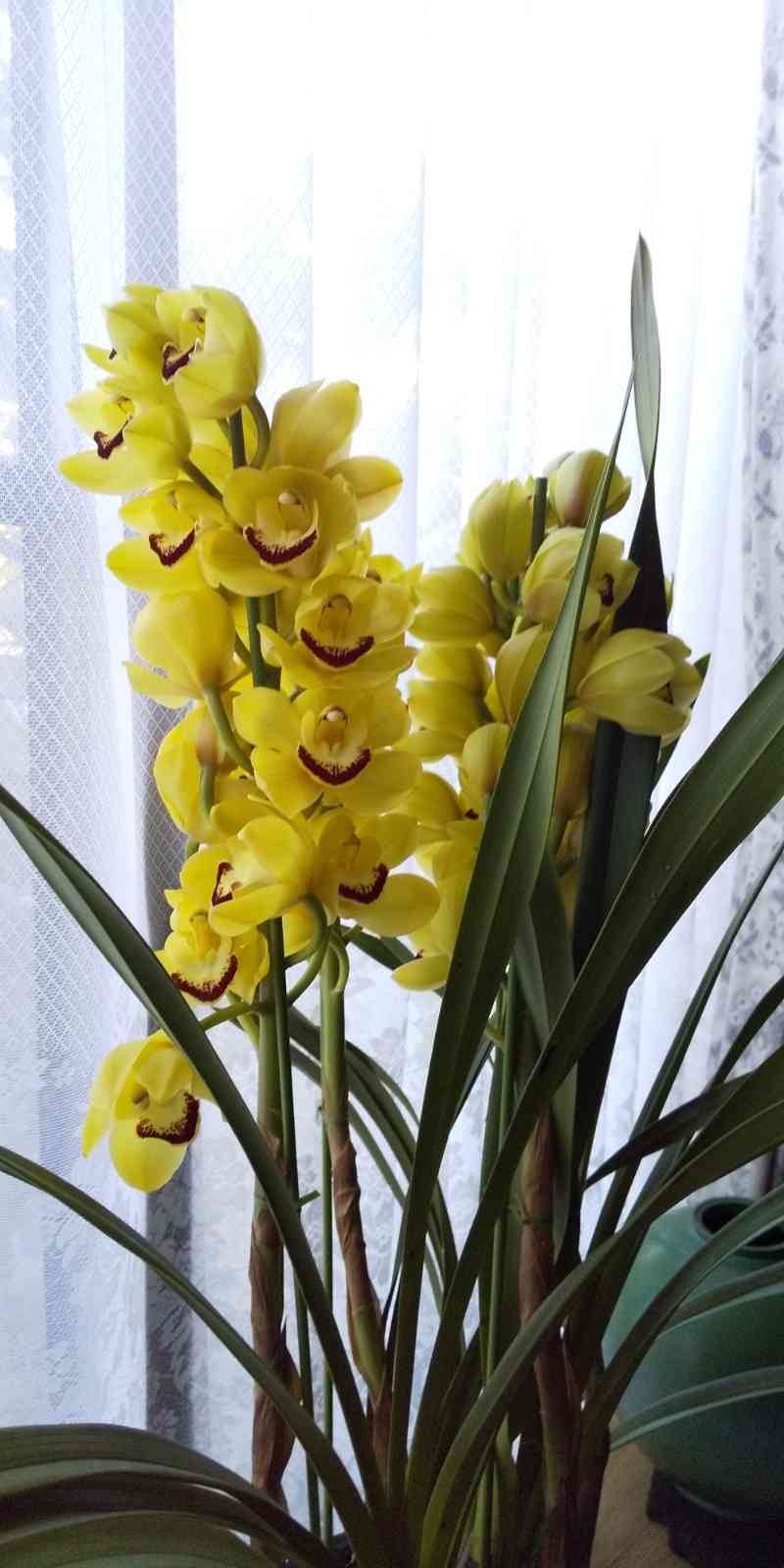 シンピ*スプリングナイト---ディープインパクト｜🍀GreenSnap（グリーンスナップ）