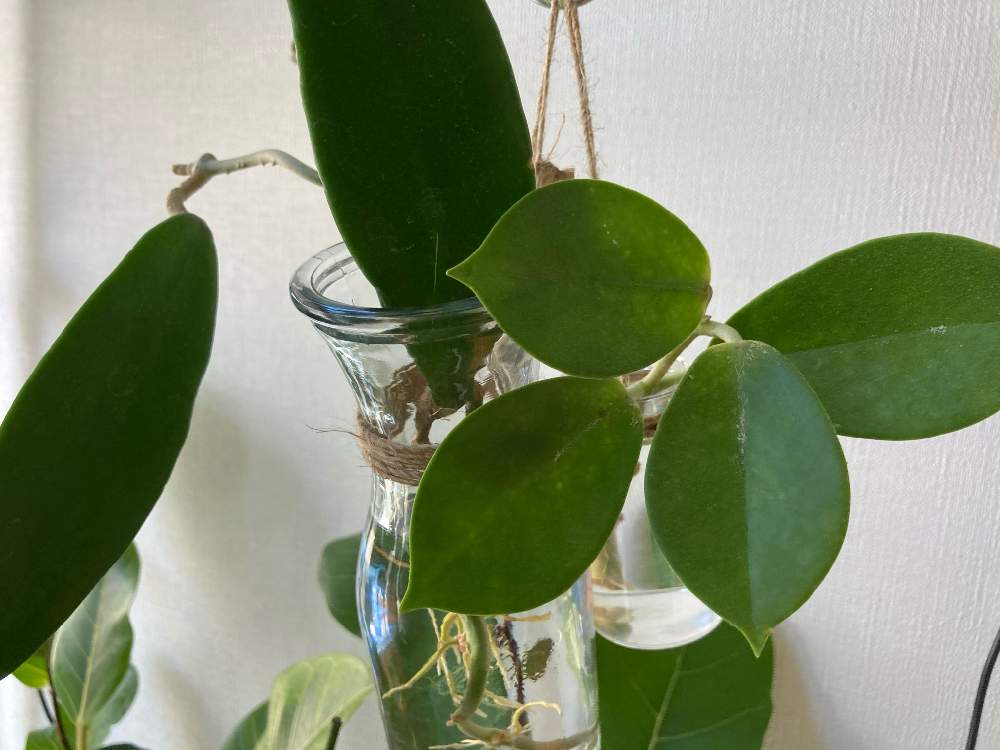 HOYA MELIFLUA SSP. FRATERNALとオーストラリスの根っこ観察 2021｜🍀GreenSnap（グリーンスナップ）
