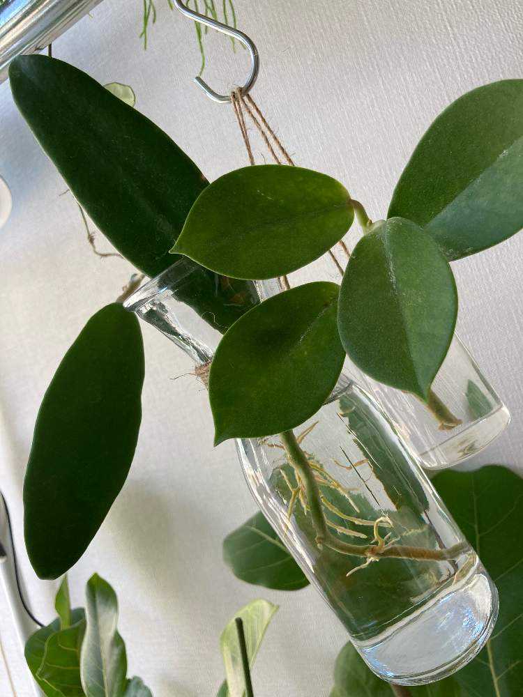 HOYA MELIFLUA SSP. FRATERNALとオーストラリスの根っこ観察 2021｜🍀GreenSnap（グリーンスナップ）