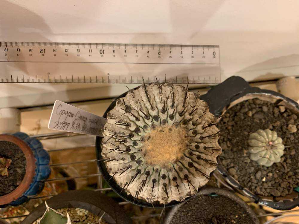 コピアポア シネレア 黒王丸 現地球 管理記録|🍀GreenSnap コピアポア シネレア 黒王丸 現地球 管理記録|🍀GreenSnap