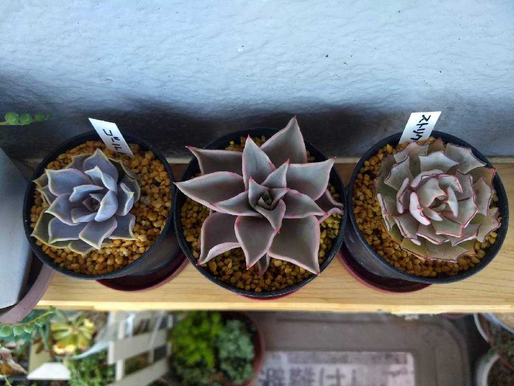 マディバ2020.10.13からの記録｜🍀GreenSnap（グリーンスナップ）