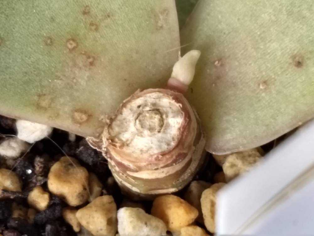 マディバ2020.10.13からの記録｜🍀GreenSnap（グリーンスナップ）