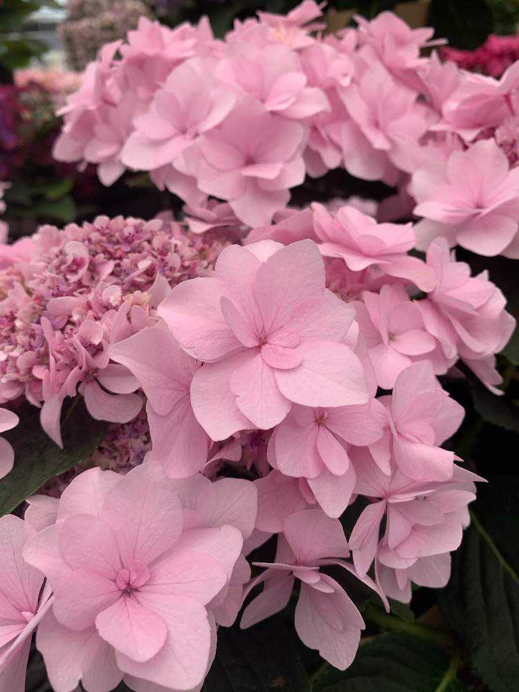 2021.3~ 🌸紫陽花・山紫陽花 🌸|🍀GreenSnap(グリーンスナップ) 2021.3~ 🌸紫陽花・山紫陽花 🌸|🍀GreenSnap(グリーンスナップ)