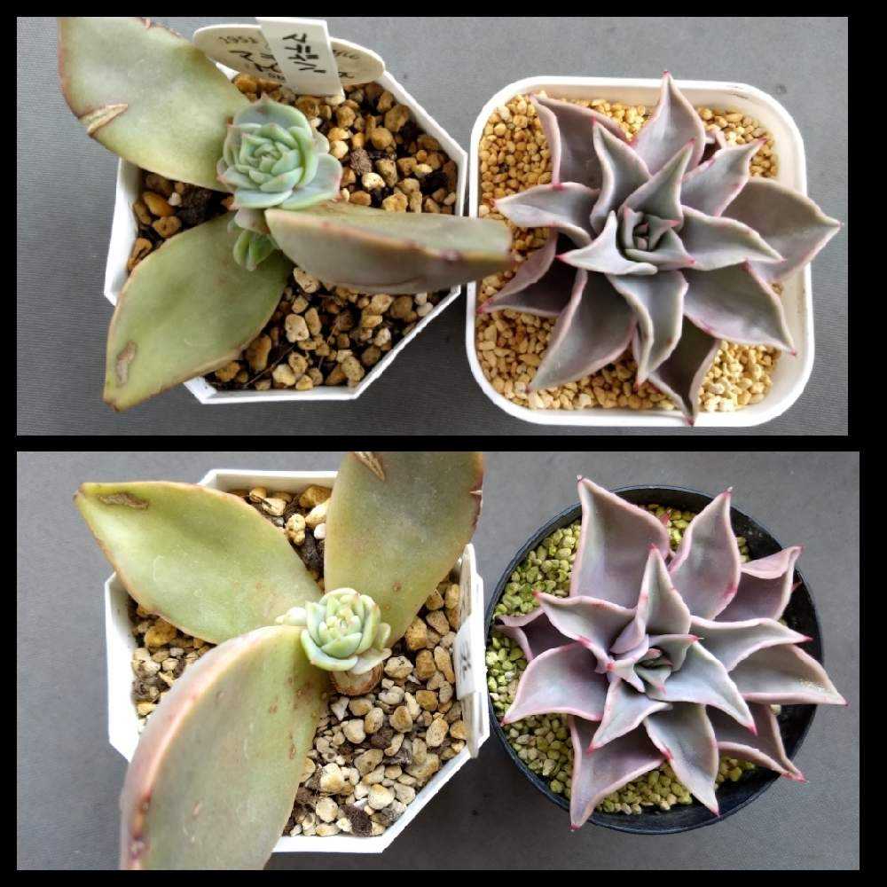 マディバ2020.10.13からの記録｜🍀GreenSnap（グリーンスナップ）