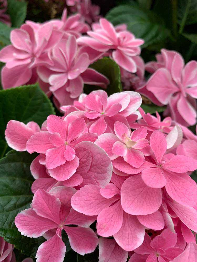 2021.3~ 🌸紫陽花・山紫陽花 🌸|🍀GreenSnap(グリーンスナップ) 2021.3~ 🌸紫陽花・山紫陽花 🌸|🍀GreenSnap(グリーンスナップ)