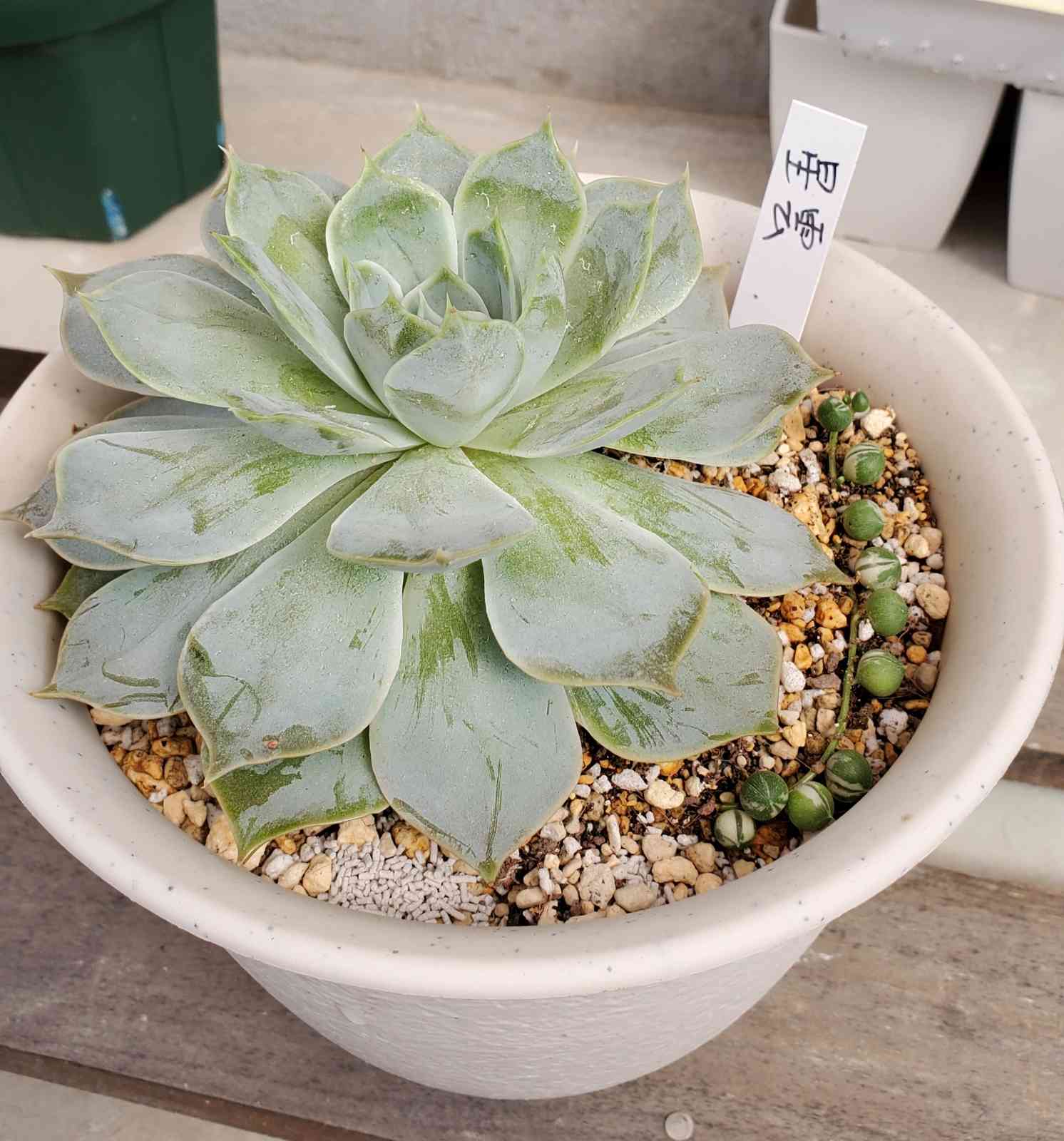 星雲 Y44-1 105苗 多肉植物 土と根付き エケベリア レア種 韓国苗 サボテン 詰め合わせ 花、園芸