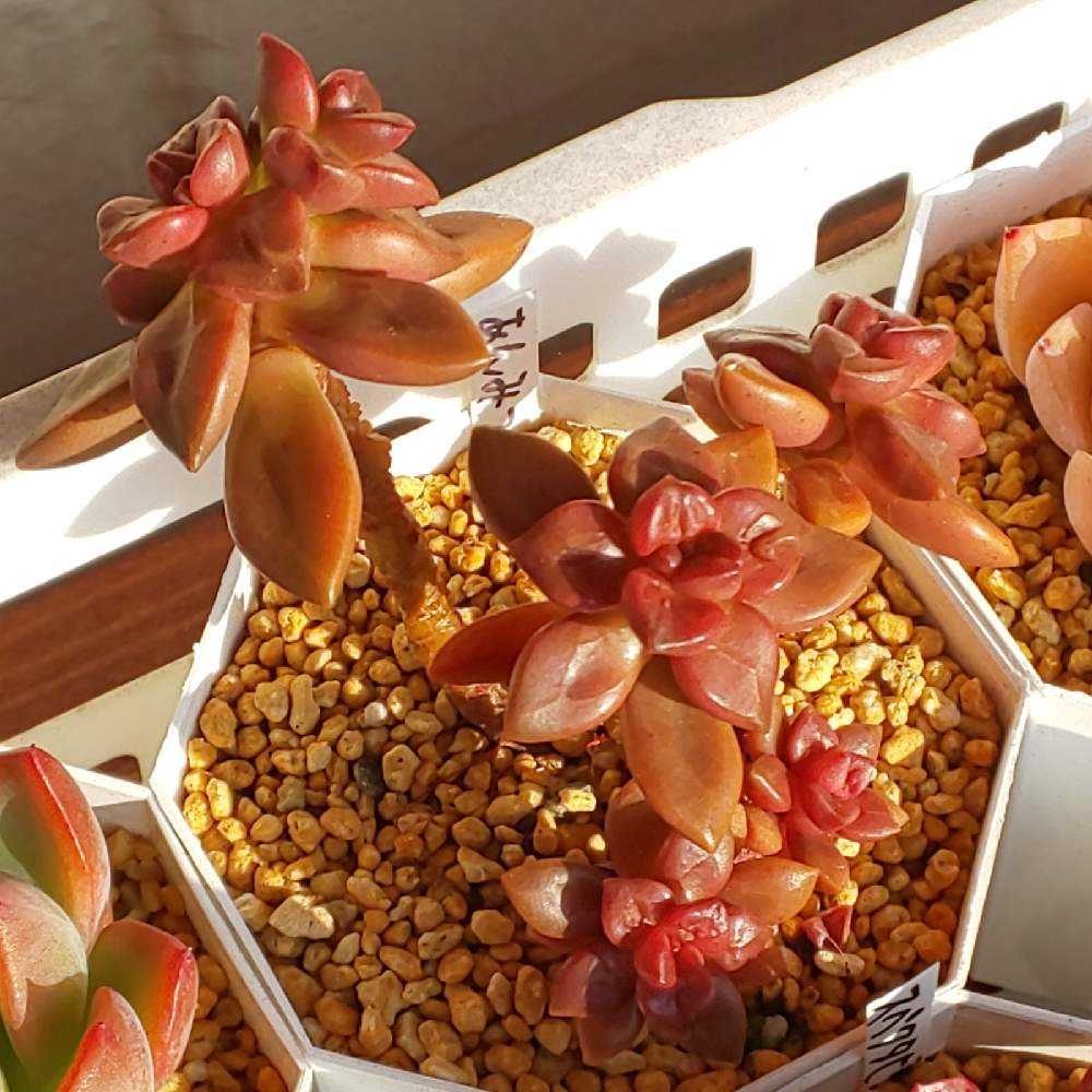 多肉植物 スプリングワンダー カット (多肉植物カット苗 多肉植物 スプリングワンダー カット (多肉植物カット苗