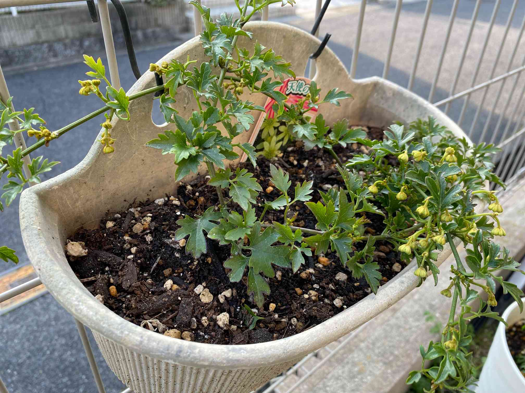 多肉植物 砂糖姫 小苗 抜き苗 塗り 多肉植物 砂糖姫 小苗 抜き苗 塗り