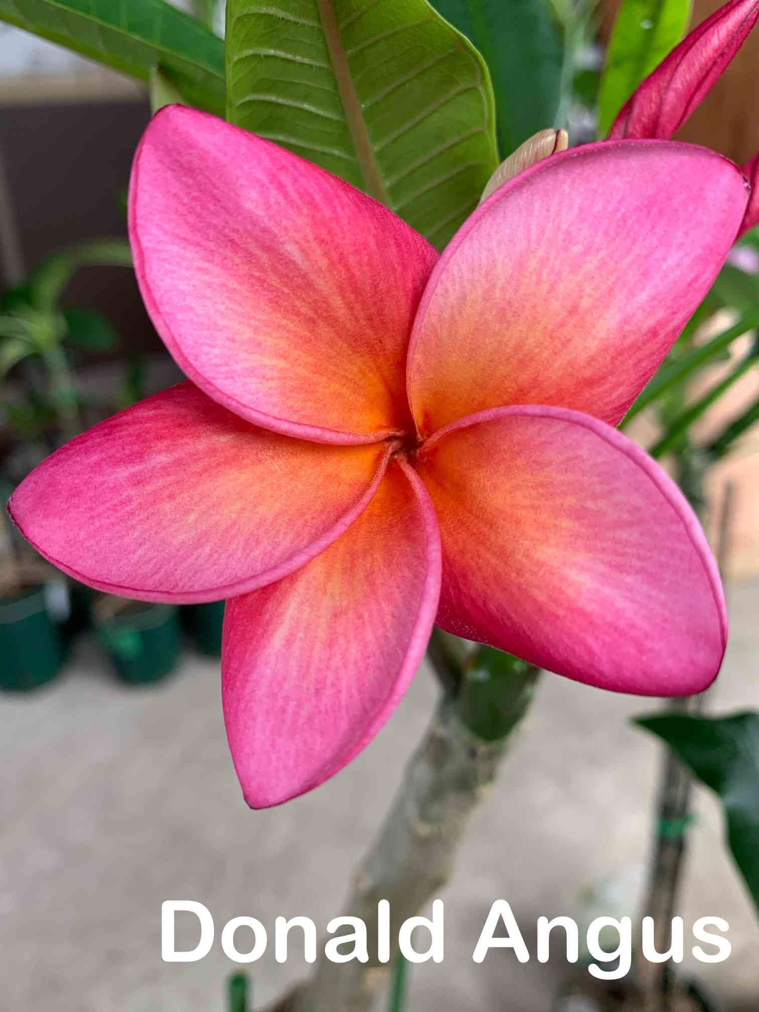 Donald Angus(JL)｜🍀GreenSnap（グリーンスナップ）