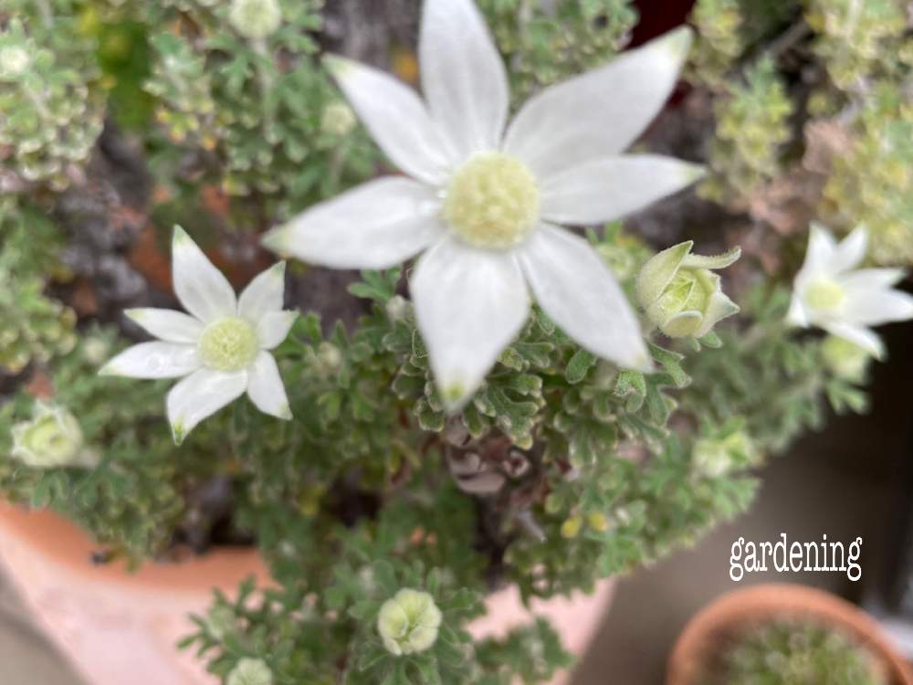 フランネルフラワーの投稿画像 by wkwko_＊117さん｜玄関 (2022月6月6日)｜🍀GreenSnap（グリーンスナップ）｜🍀 ...