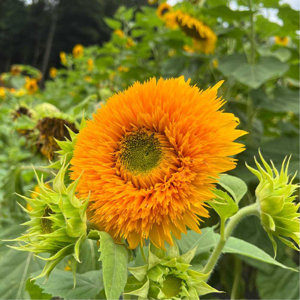 向日葵・ひまわり・ヒマワリ🌻 2022|🍀GreenSnap(グリーン 向日葵・ひまわり・ヒマワリ🌻 2022|🍀GreenSnap(グリーン