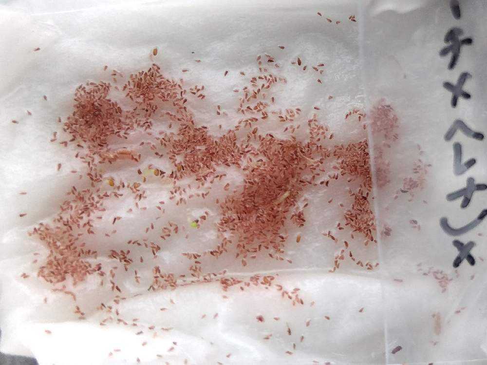 momoyu交配種子の実生記録〜2022秋〜｜🍀GreenSnap（グリーンスナップ）