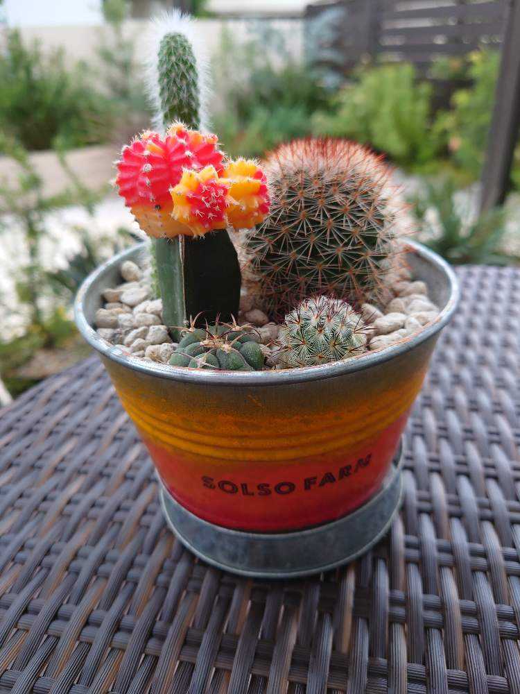 SOLSO FARM｜🍀GreenSnap（グリーンスナップ）