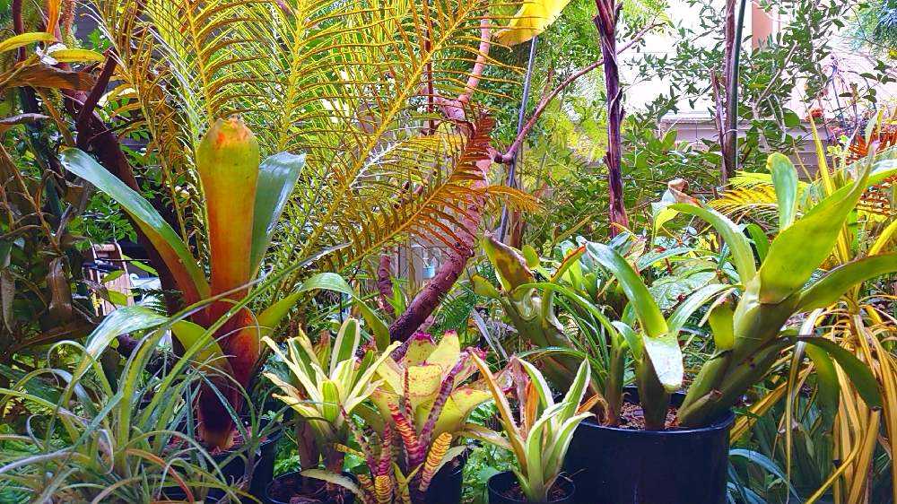 Tank Bromeliads🍍｜🍀GreenSnap（グリーンスナップ）