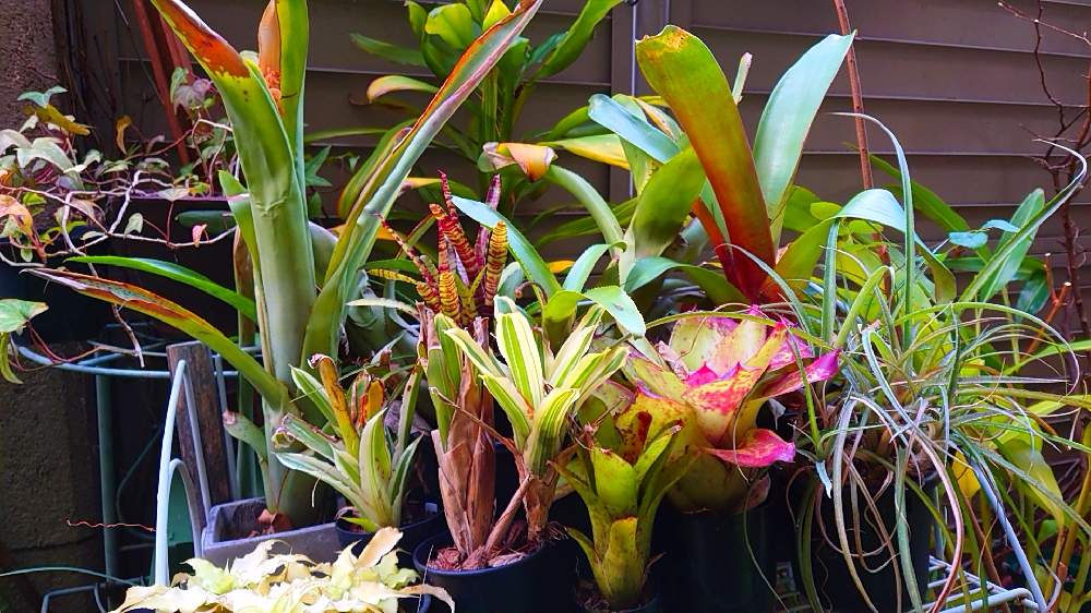 Tank Bromeliads🍍｜🍀GreenSnap（グリーンスナップ）