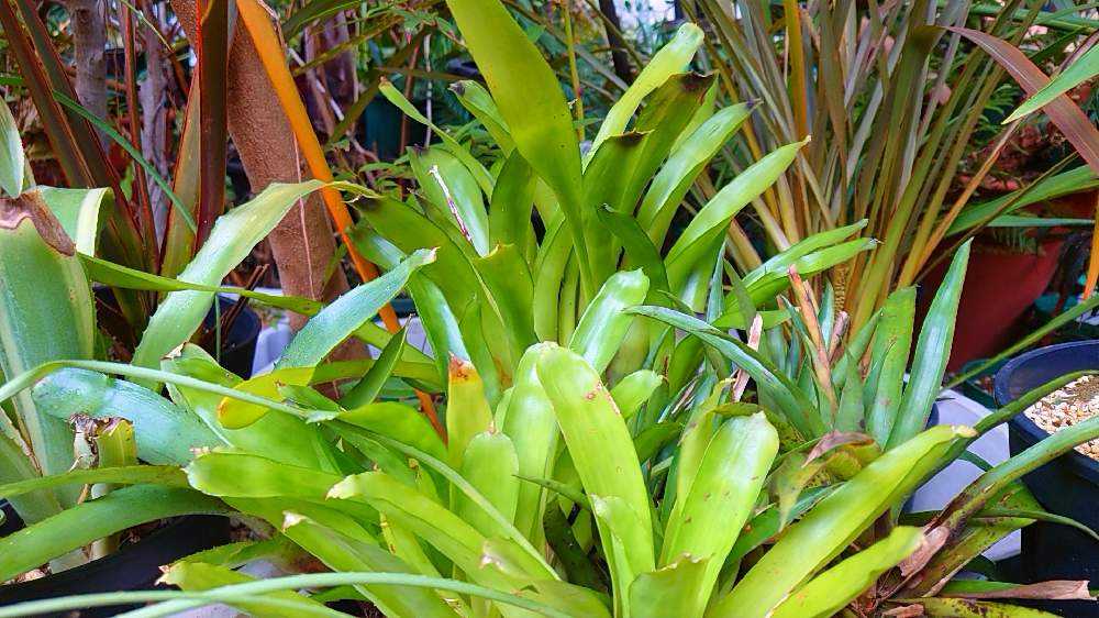 Tank Bromeliads🍍｜🍀GreenSnap（グリーンスナップ）