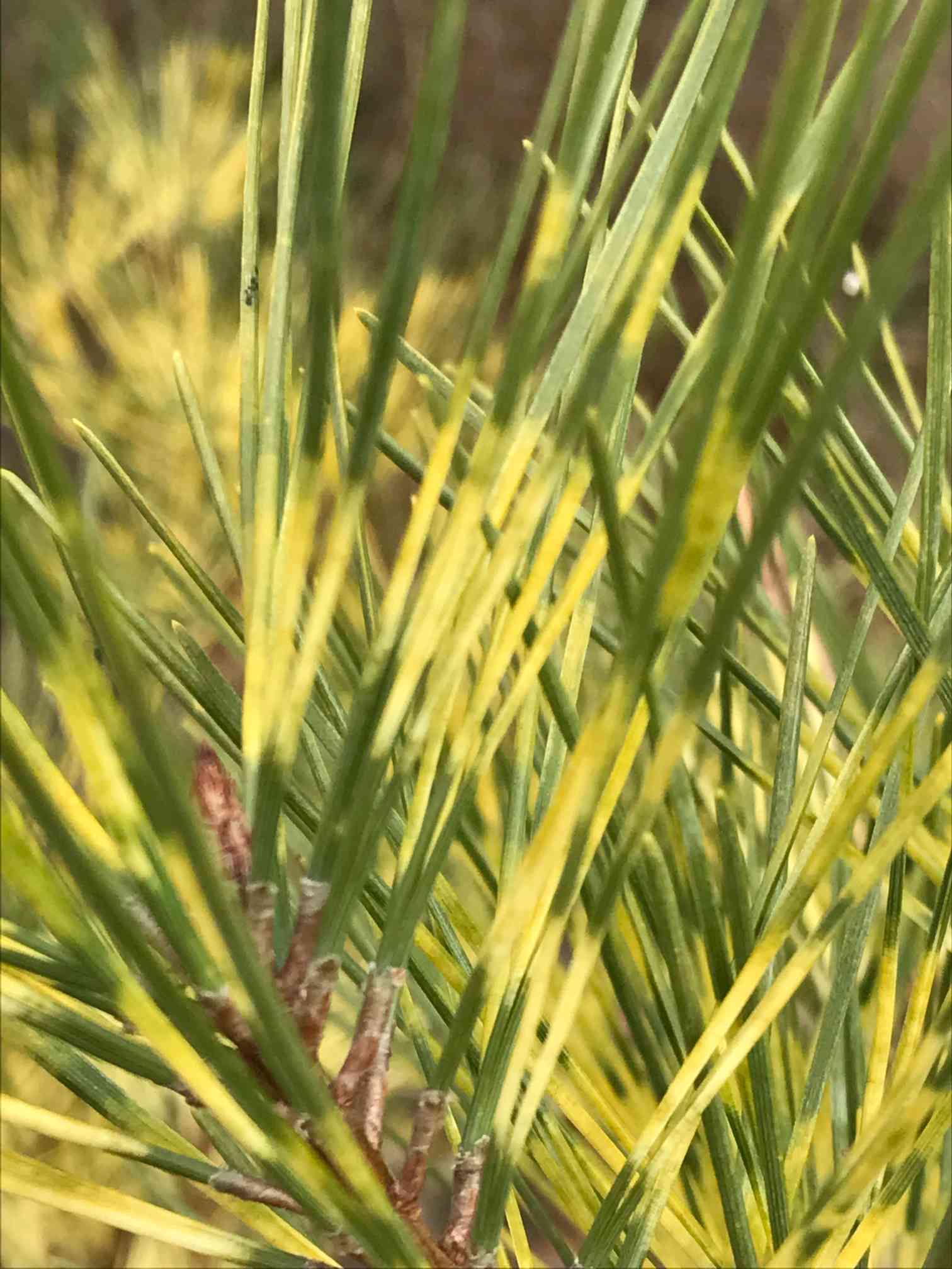 蛇の目松の一覧|🍀GreenSnap(グリーンスナップ) 蛇の目松の一覧|🍀GreenSnap(グリーンスナップ)