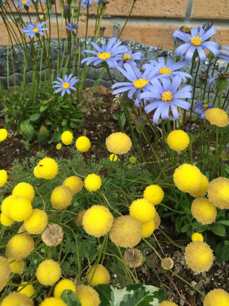 花ホタル｜🍀GreenSnap（グリーンスナップ）