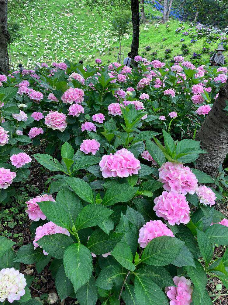 可睡斎百合の里へ行ってきました｜🍀GreenSnap（グリーンスナップ）