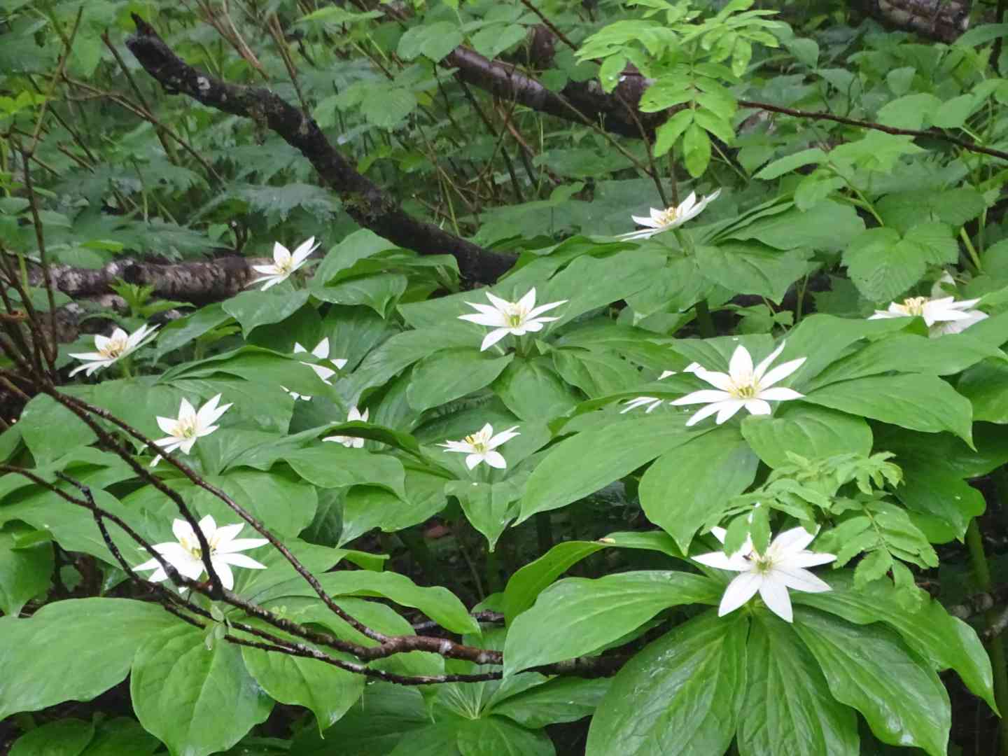 憧れのKING👑剱岳（標高2,999m）に会いに💕〜前編〜｜🍀GreenSnap（グリーンスナップ）