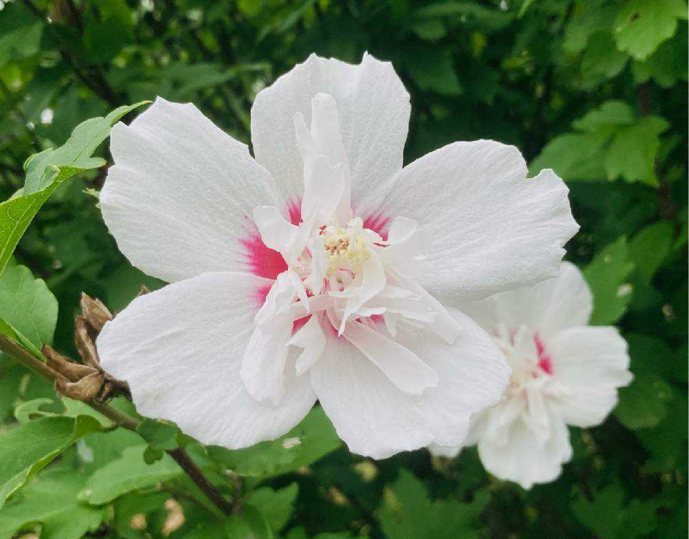 百合が原公園2️⃣｜🍀GreenSnap（グリーンスナップ）