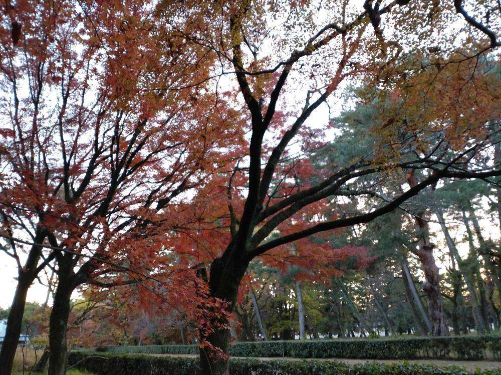 紅葉見学 京都御苑 2023 つづき｜🍀GreenSnap（グリーンスナップ）