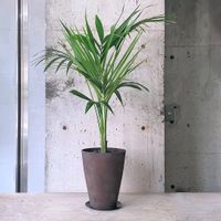 ケンチャヤシの育て方|植え付けや植え替えの時期、水やりの方法 ケンチャヤシの育て方|植え付けや植え替えの時期、水やりの方法