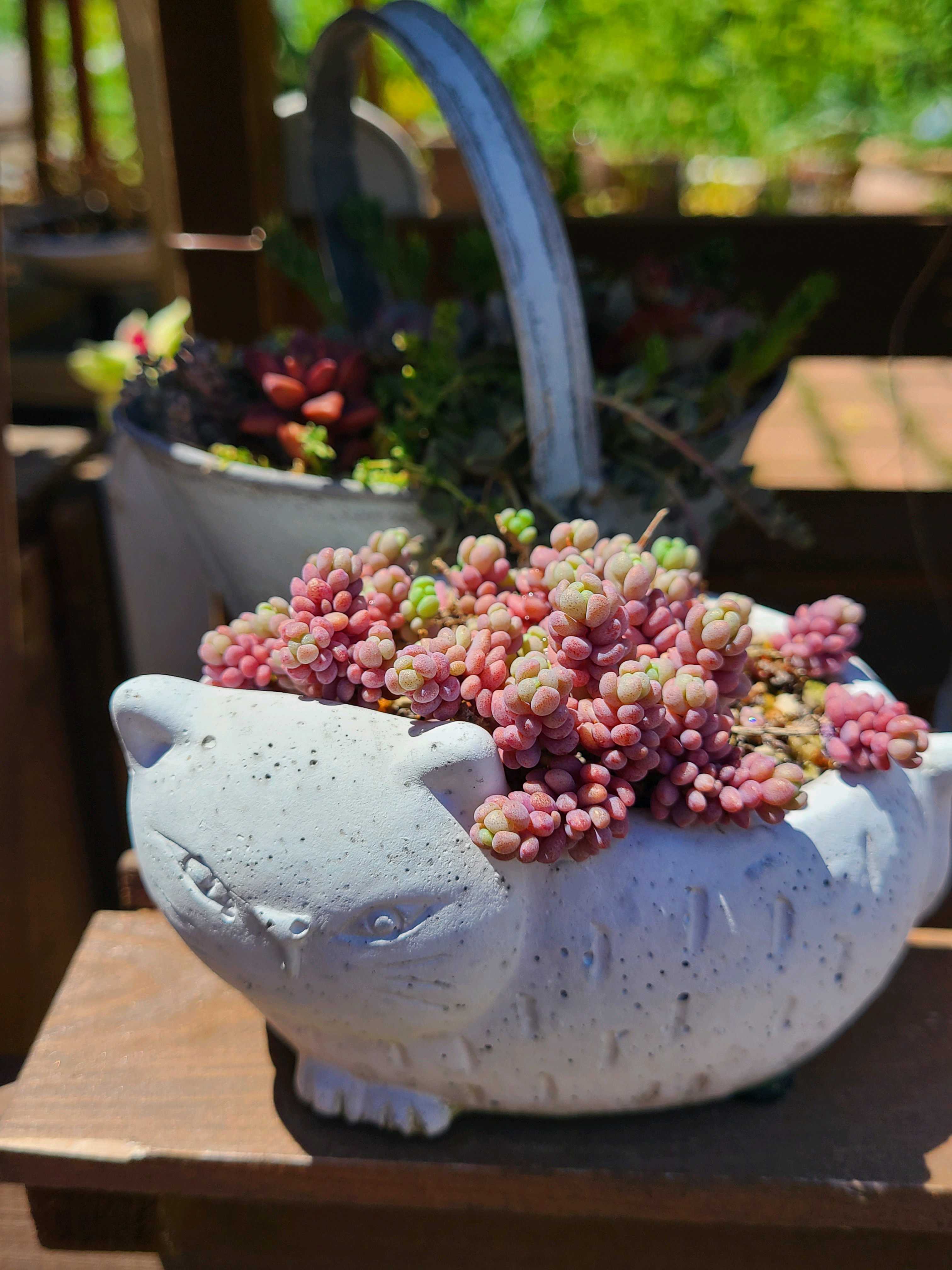 NO13 OPEN GARDEN NO3｜🍀GreenSnap（グリーンスナップ）