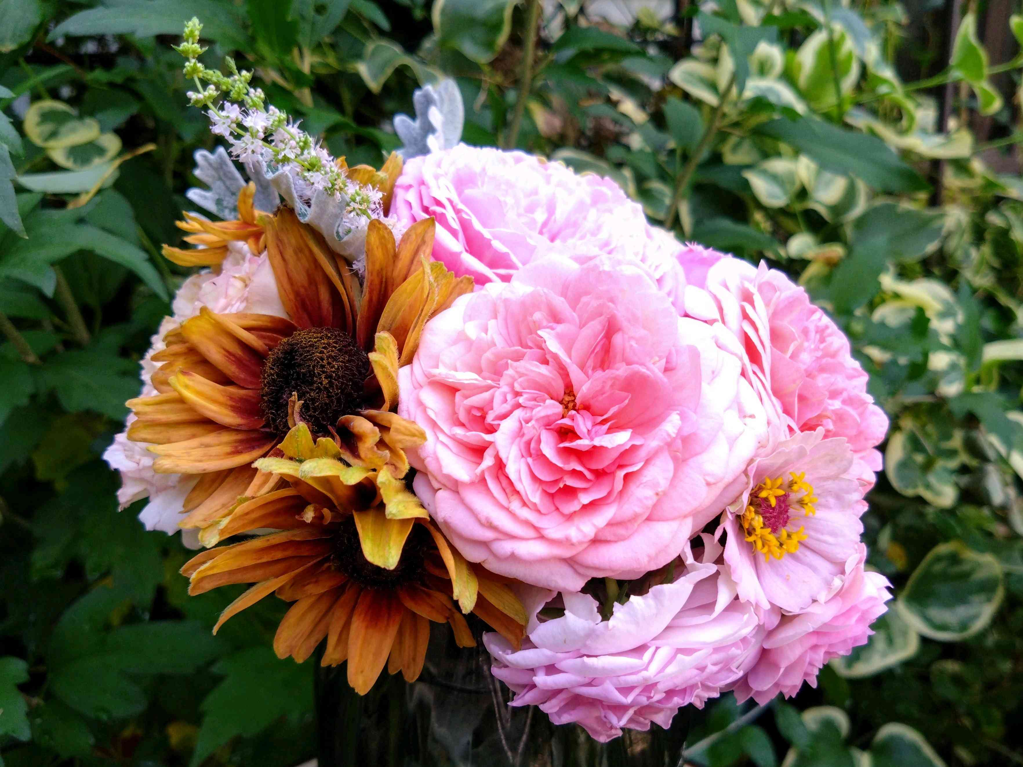 Chocolat's Garden 2024 7月のお庭｜🍀GreenSnap（グリーンスナップ）