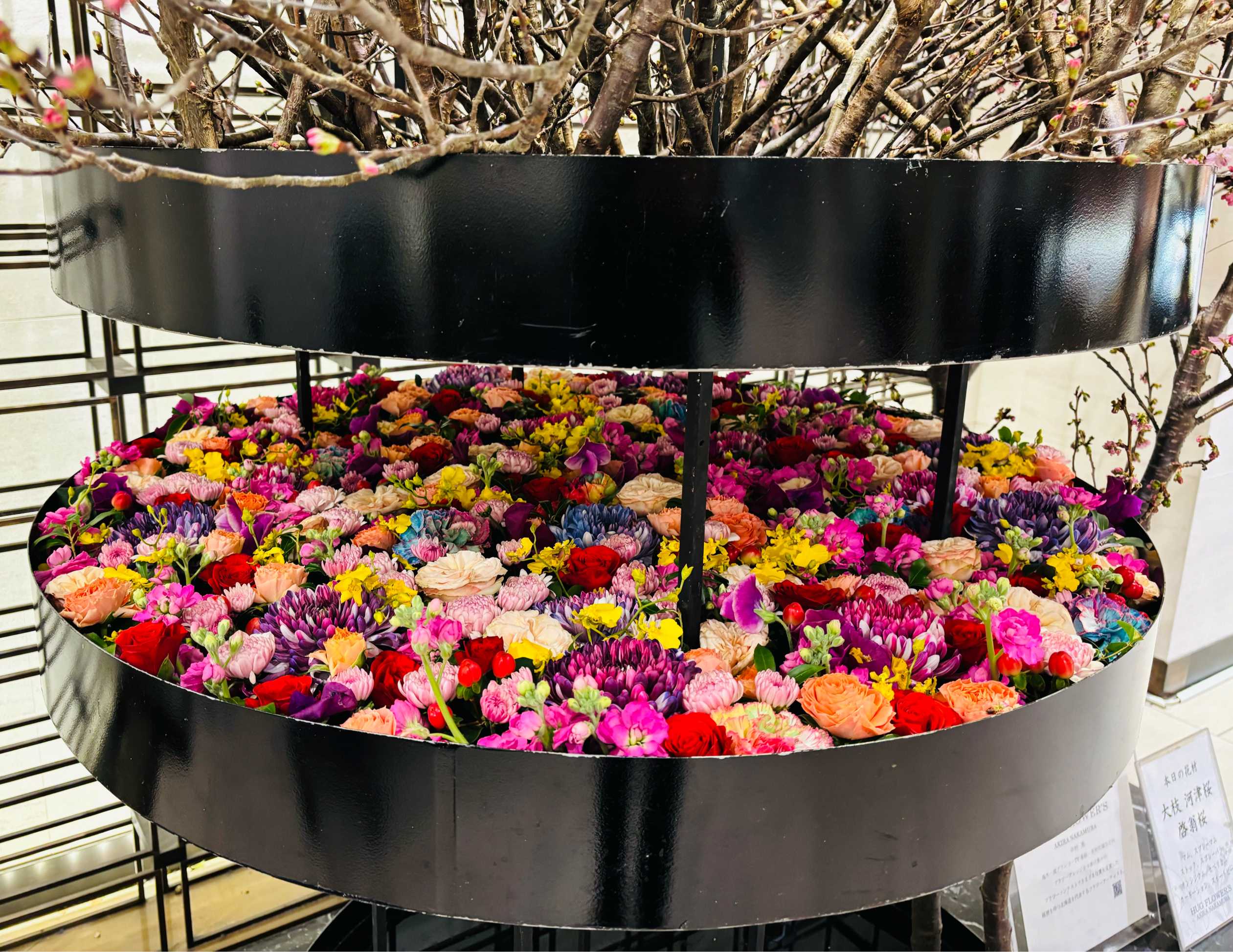 札幌Mデパート🏬｜🍀GreenSnap（グリーンスナップ）