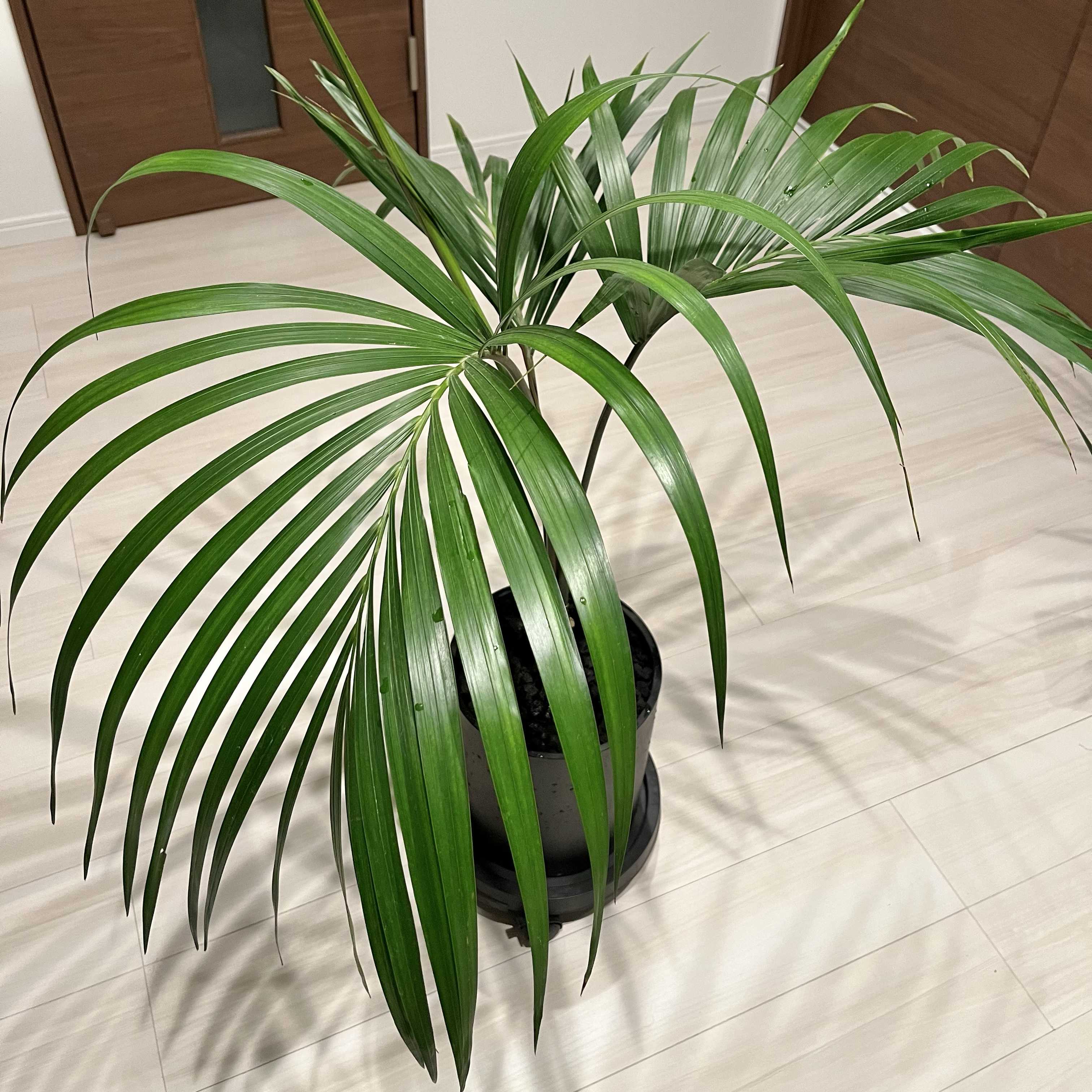 ケンチャヤシの育て方|植え付けや植え替えの時期、水やりの方法 ケンチャヤシの育て方|植え付けや植え替えの時期、水やりの方法